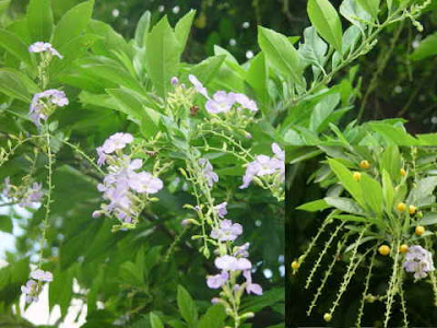 -akuseorangpetani-: Pokok Bunga-Duranta Plumeiri