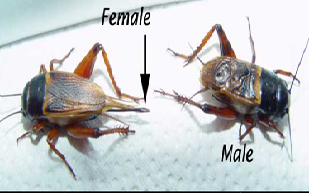 SEVEN GOLD RESOURCES: Pembiakan Cengkerik