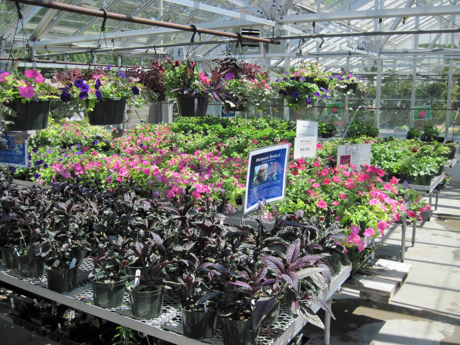 Central Virginia Organic Gardener: High School Plant Sales
