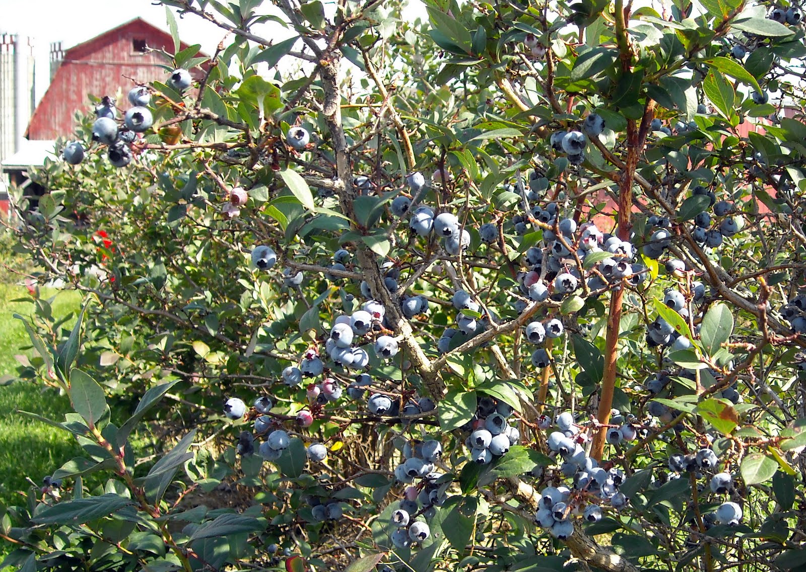 Have Retirement. Will Travel.: Day Trip: Keuka Lake, Amish Farm and ...