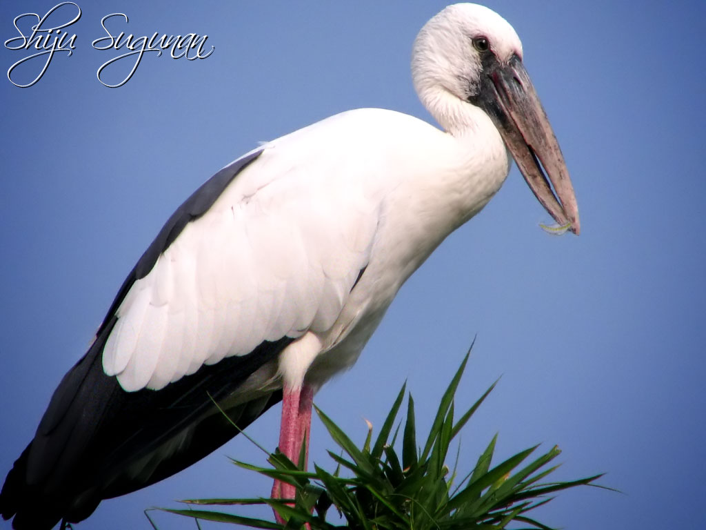Openbill stork - Alchetron, The Free Social Encyclopedia