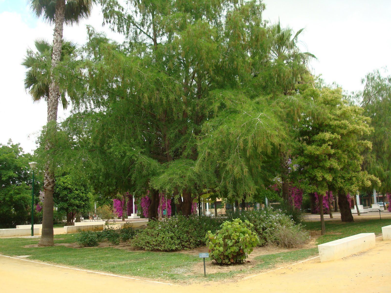 elarbolmiamigo-encinarosa: Taxodio mucronatum - huehuete, sabino o