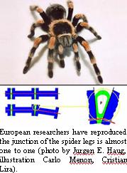 robotsall: Space Robots Borrow Spiders Building Joints