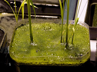 Desktop Farmer: Grow Your own Rice! 分ゲツ?