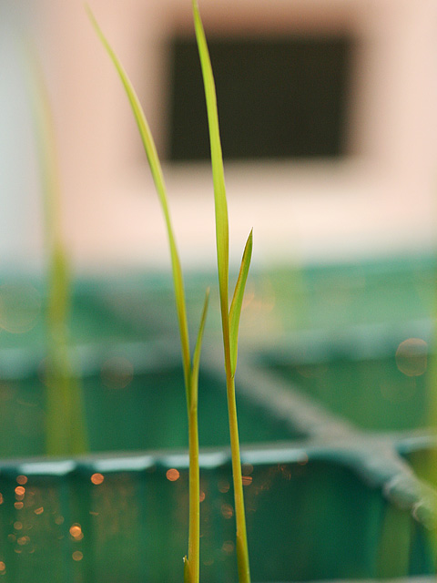 Desktop Farmer: Grow Your own Rice! お米の水耕栽培