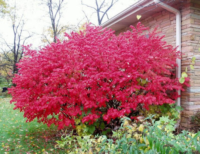 Exuberant Color : Class today and color in the yard