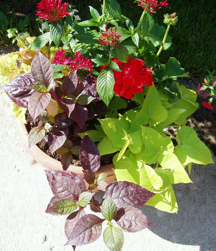 Exuberant Color : More layouts, porch pots