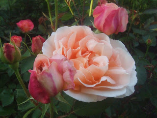 Upstate NY Roses: English Rose "Tamora"