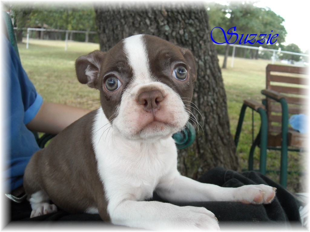 Bremer Boston Terriers: Red and White Boston Terrier Puppies