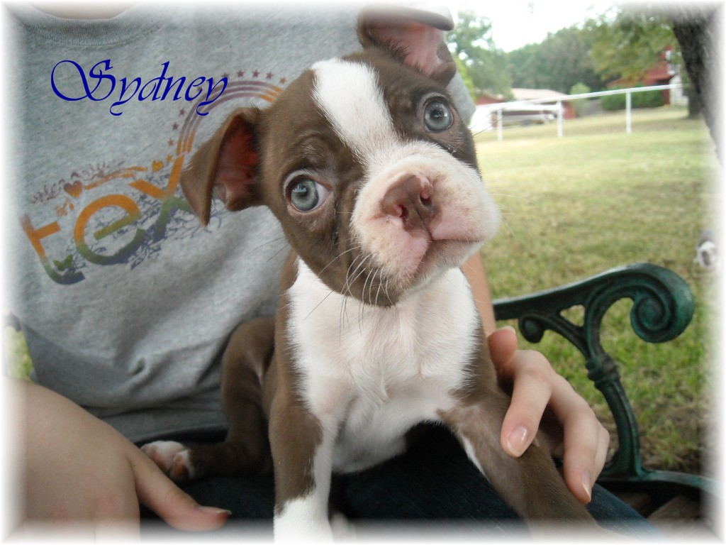 Bremer Boston Terriers: Red and White Boston Terrier Puppies