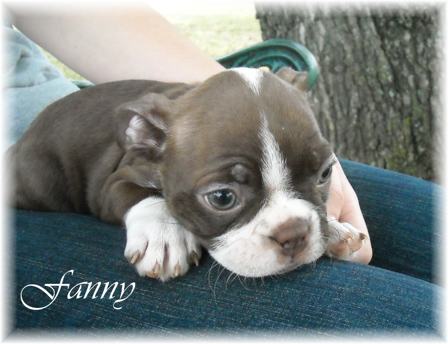 Bremer Boston Terriers: New litter of red and white Boston Terriers - AKC