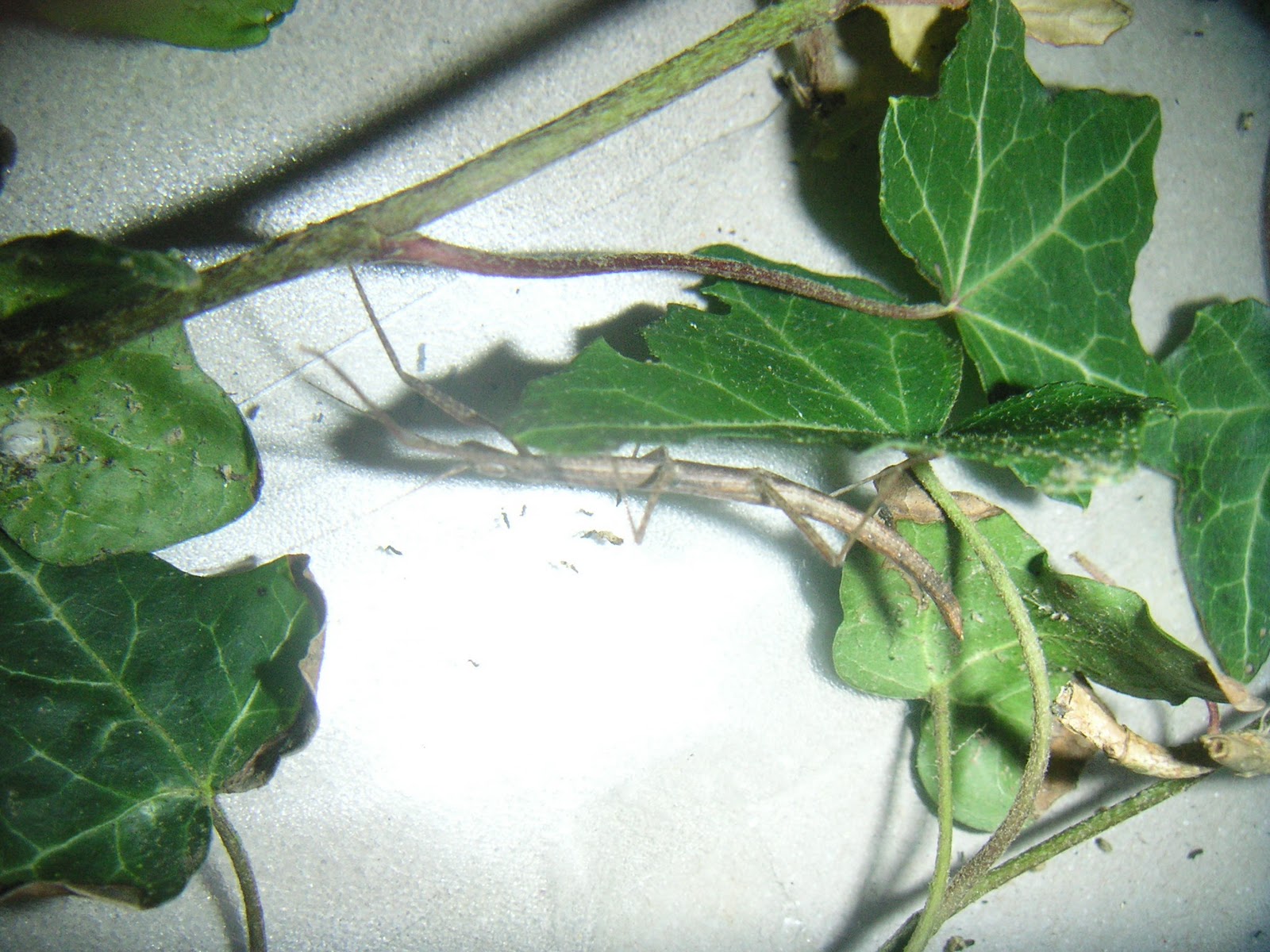 elevage d'insecte
