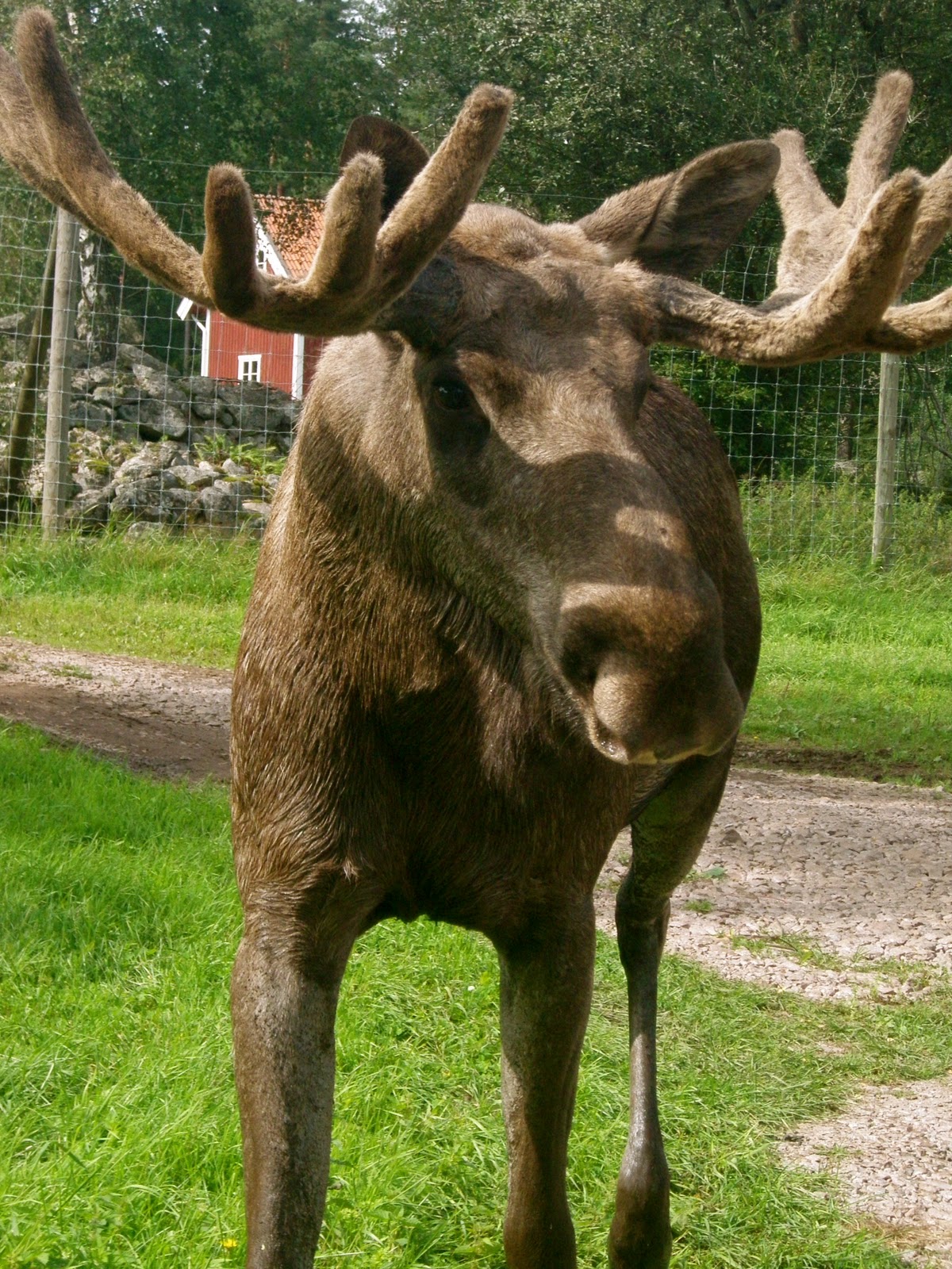 Laura's Life in Sweden: Moose Safari