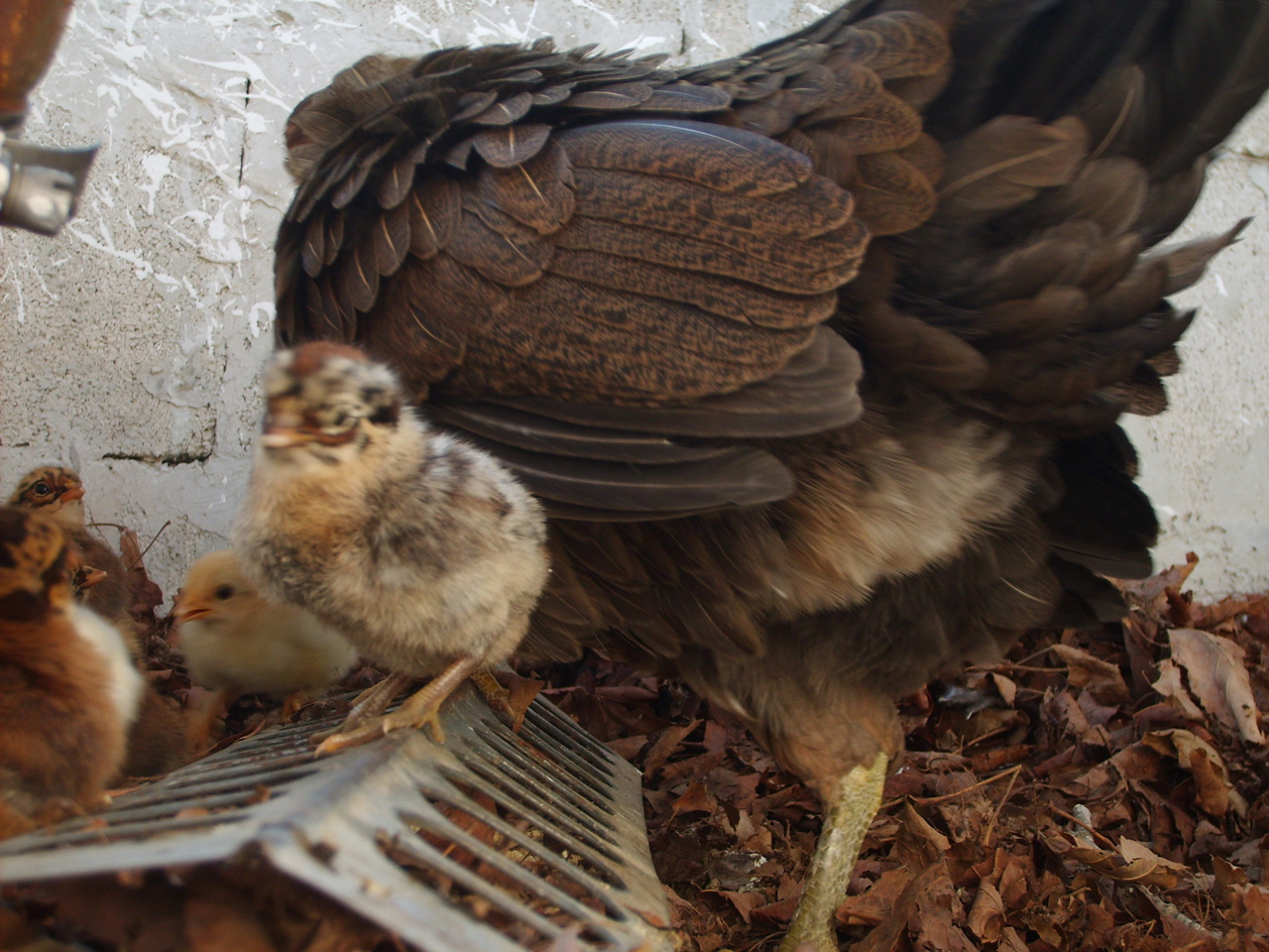 oh dear: more well chicken and her little ones.