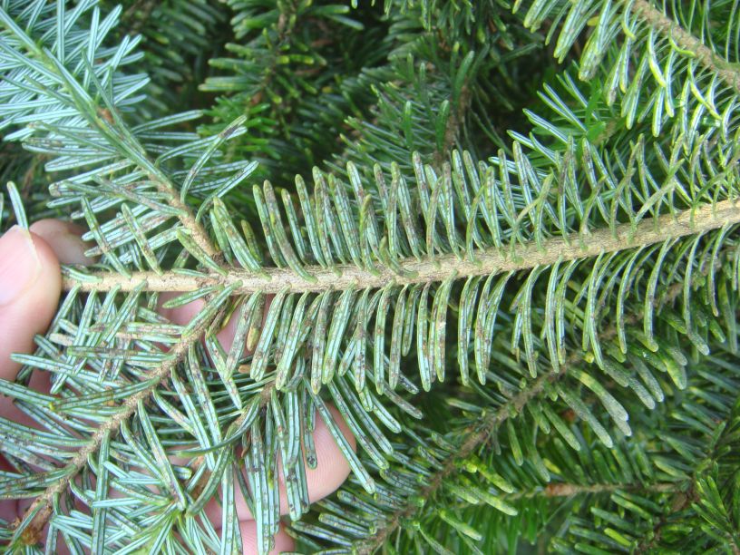 Fraser Fir IPM: Cryptomeria Scale Found in Ashe County