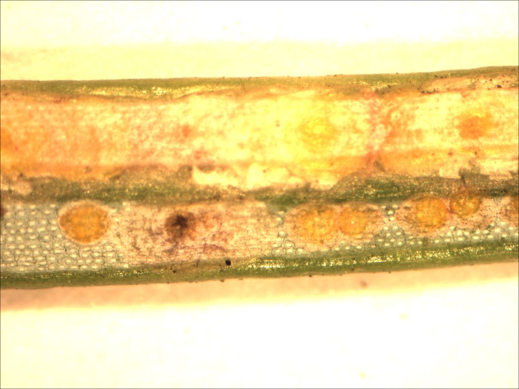 Fraser Fir IPM: Cryptomeria Scale Found in Ashe County