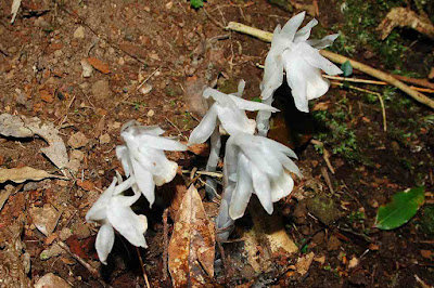 州州生活州記: 阿里山水晶蘭_珍稀植物