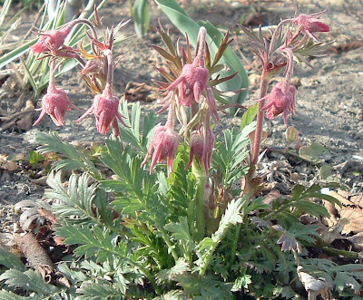 Toronto gardening all year round: Toronto native plants starting with G ...