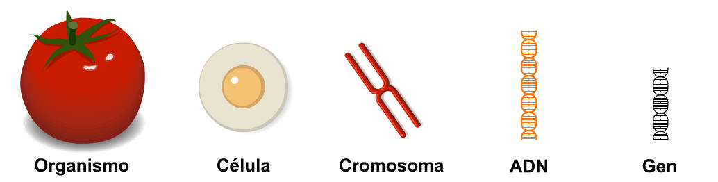 ¿Qué es y cómo se produce un transgénico? ~ Ciber-Genética