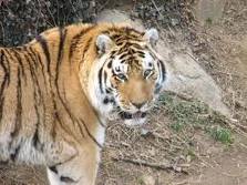 Wild Forever Foundation: The JAVAN TIGERS!!(extinct)