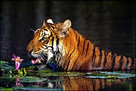 Wild Forever Foundation: The JAVAN TIGERS!!(extinct)