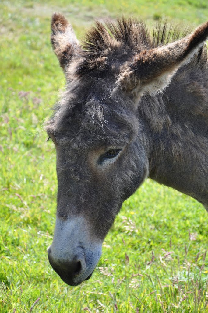 The 2010 UNE Ireland Trip: Day 9: Dingle Peninsula
