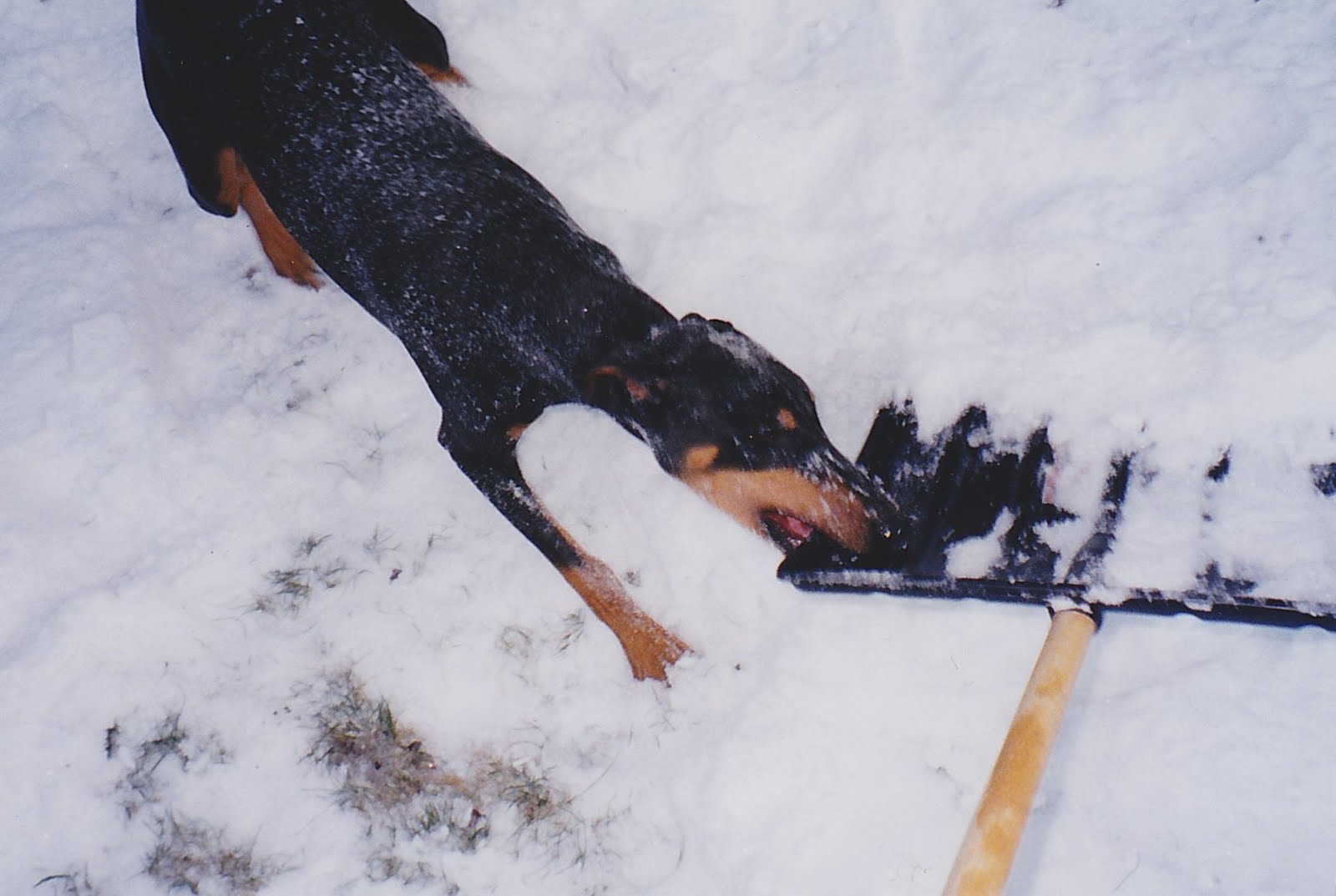 MY KINGDOM FOR A DOG