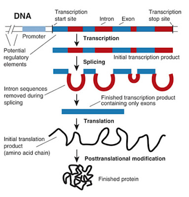 Biotechnology: Gene Expression