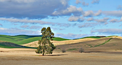 Walla Walla Ponderings: The Palouse