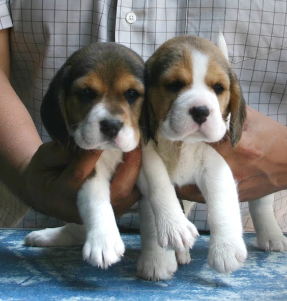 MG BEAGLES