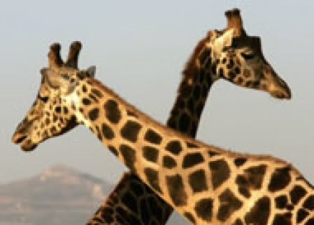 Sous les phares d'Atalante: La gayté animal est-elle un mythe