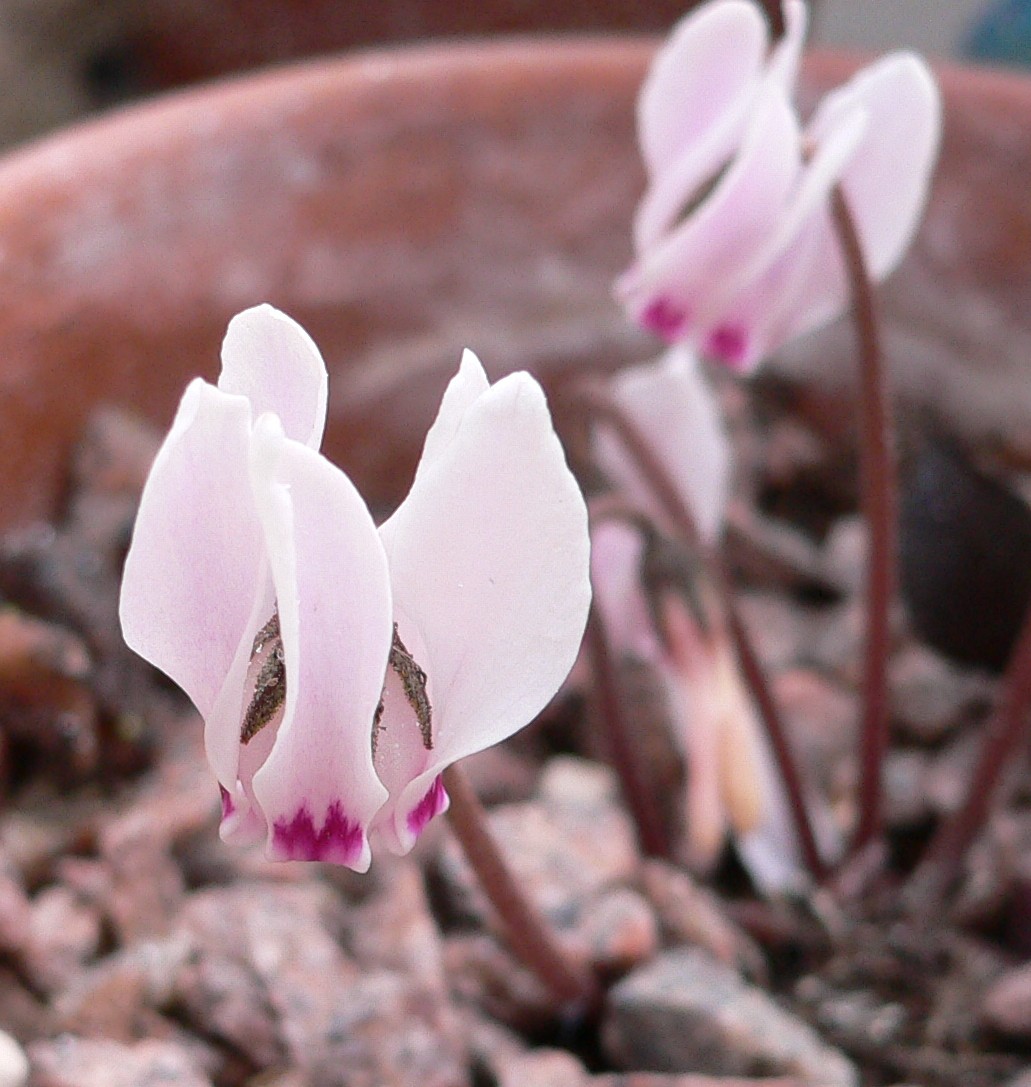 Mark's Inspiring Plants: Cyclamen cyprium, Cyclamen africanum, Cyclamen ...