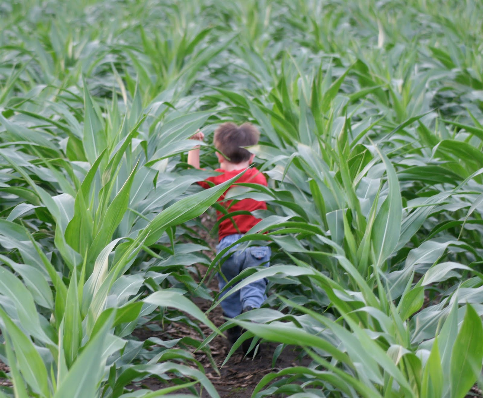 Mary Kay's Life Journey: Fun in the corn field