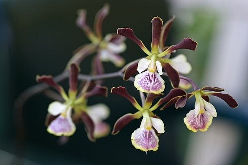 Cattleya Orchid Source: Encyclia randiana - Rand's Encyclia