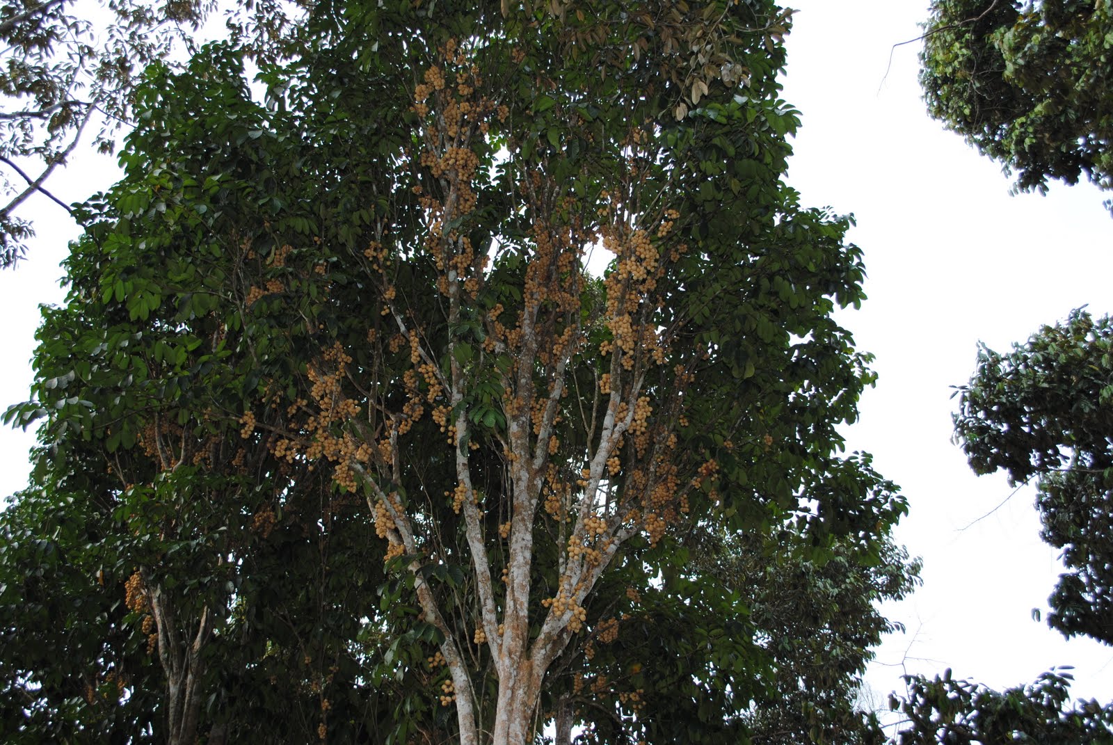 PANGSENAM: Dokong dan langsat...