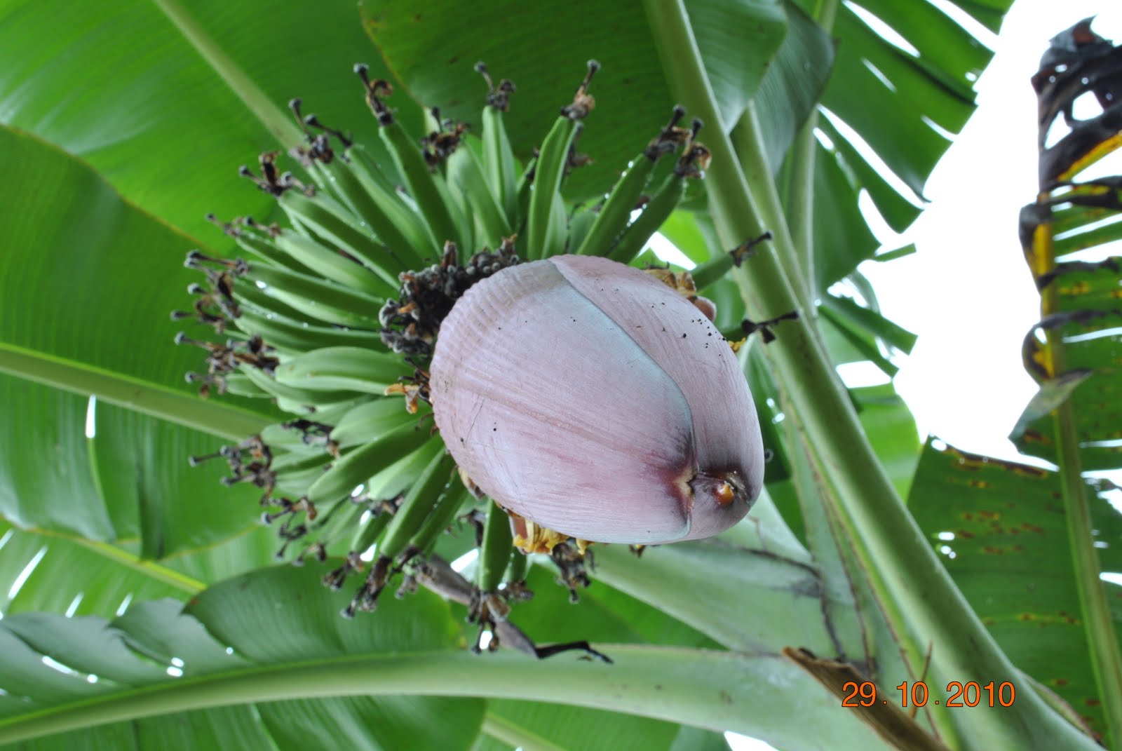 PANGSENAM: Kebun pisang dalam kebun getah...