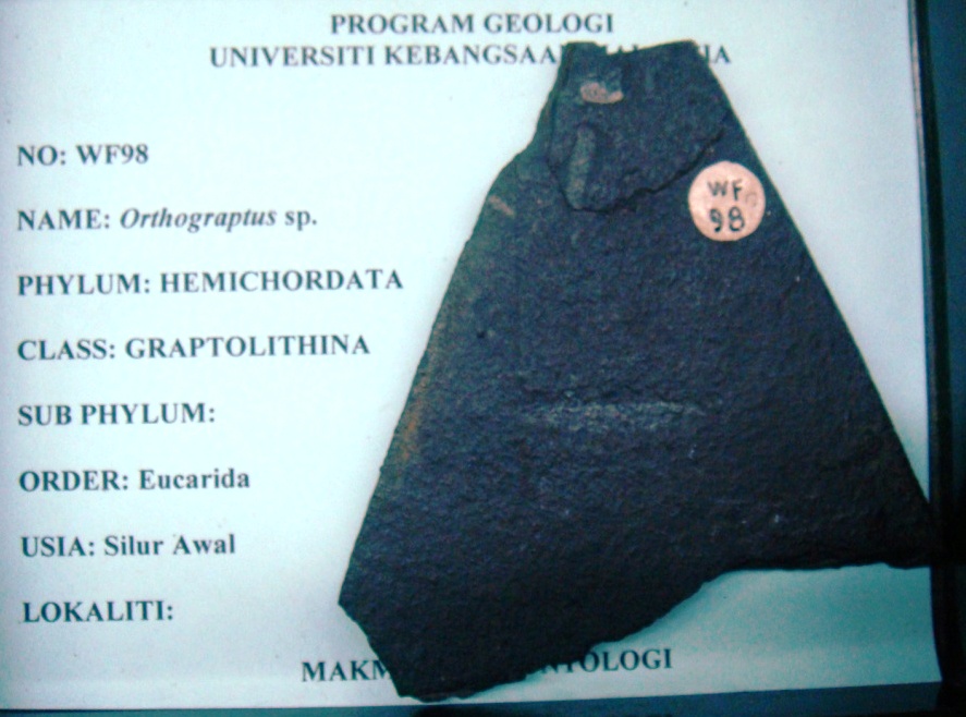 ~Rentak Alam & Kehidupan~: A. Palaeontologi 10 (Terakhir - 3 PHYLUM)