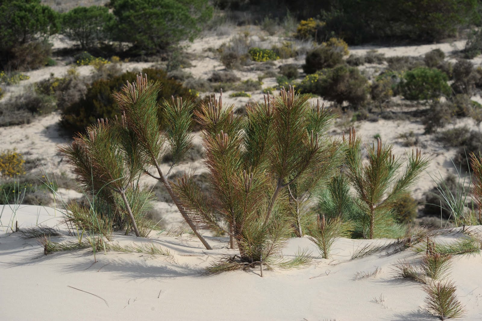 Natur-al-Andalus: Footprints in the sand