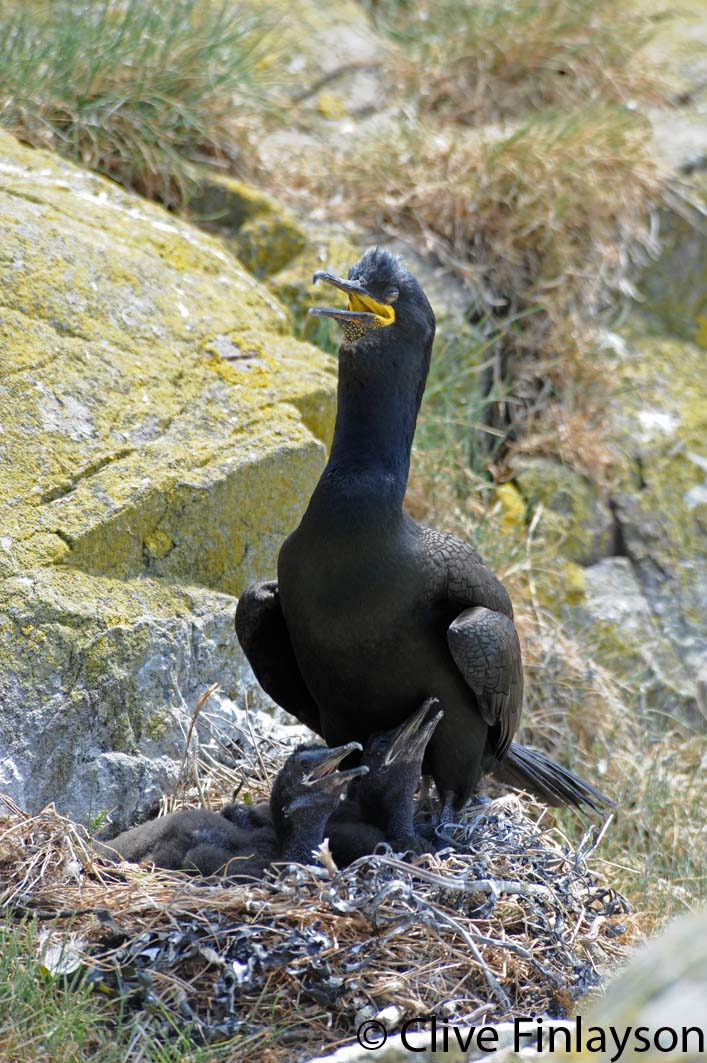 Natur-al-Andalus: A bird that's always been there
