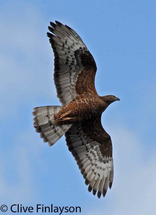 Natur-al-Andalus: Bird of the Spring
