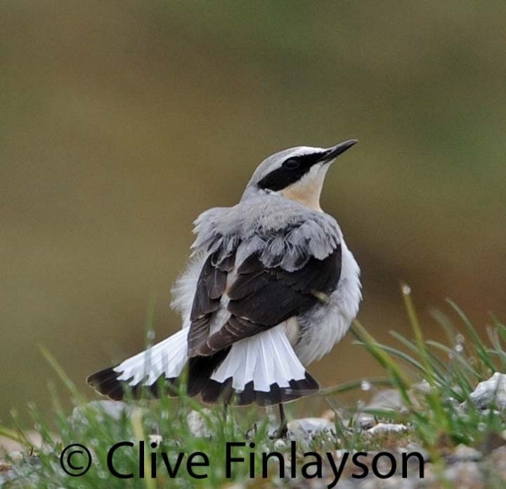 Natur-al-Andalus: Bird of the Spring