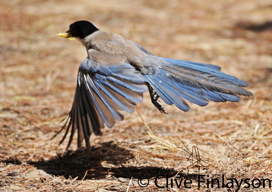 Natur-al-Andalus: The magpie's tale