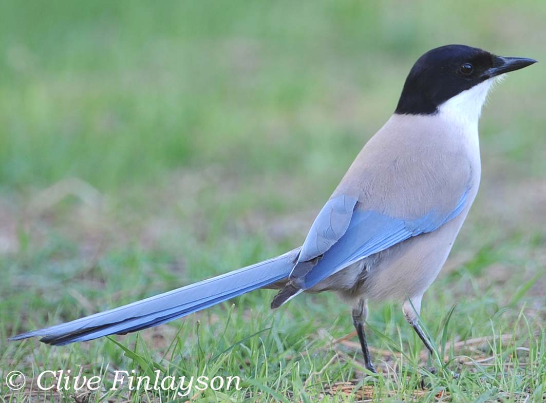 Natur-al-Andalus: The magpie's tale
