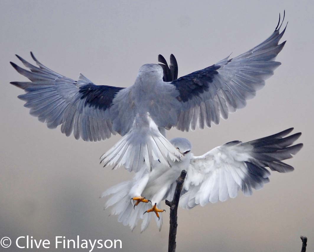 Natur-al-Andalus: Magic of La Janda - the Black-winged Kite