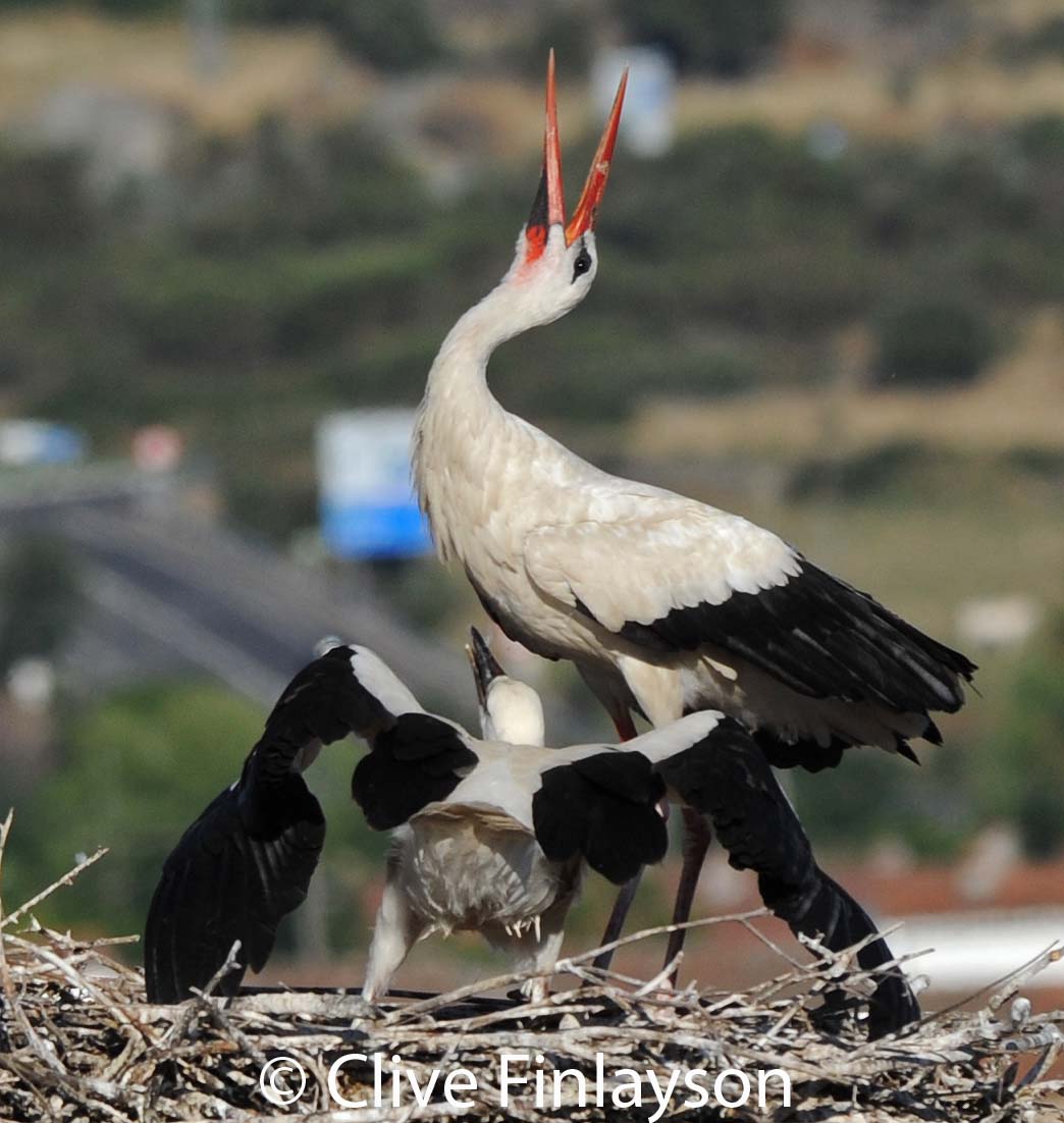 Natur-al-Andalus: Changing behaviour of the White Stork