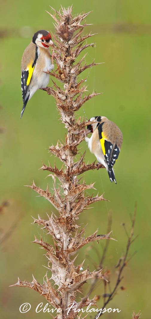 Natur-al-Andalus: The Charming Goldfinch