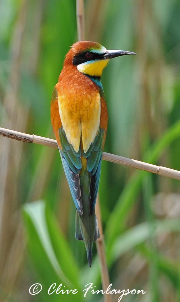 Natur-al-Andalus: European Bee-eater - Bird of 2010
