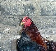 Golpes a la Vida,: La crueldad hacia los animales .informe