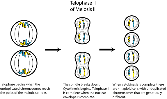 Biology: Chapter 5 Summary - Meiosis
