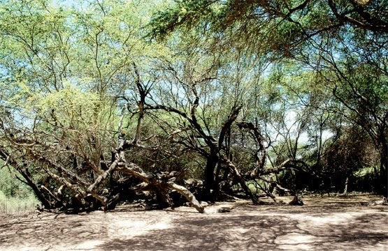 PERÚ: País Maravilloso: 4.- El Bosque Seco Ecuatorial